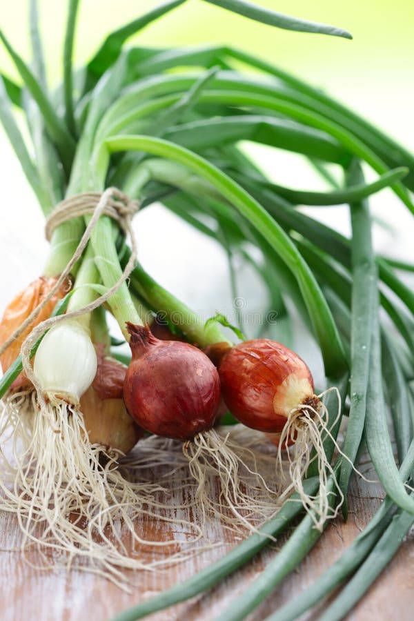 Oignon vert image stock. Image du frais, vert, nutrition - 14481491