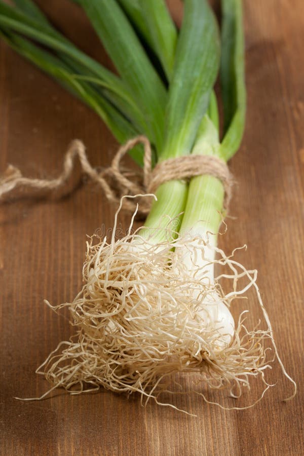 Oignon vert image stock. Image du vert, oignon - 18425789