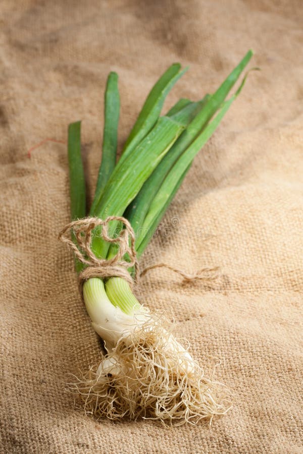Oignon vert image stock. Image of aneth, épice, oignon - 18425789
