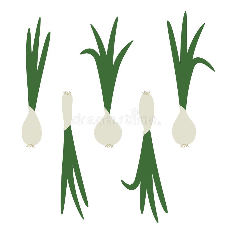 Oignons illustration de vecteur. Illustration du positionnement - 98013609