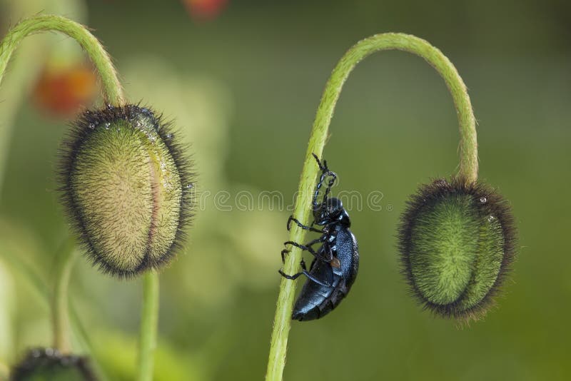 Oil Beetle Sitting on a Poppy. Stock Image - Image of animal, close ...