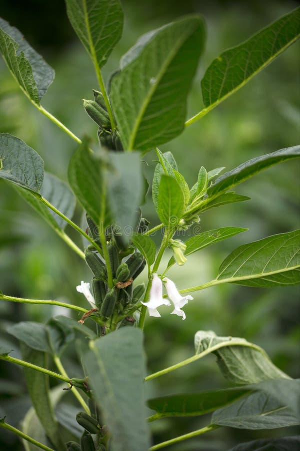 Oil crop sesame in farm stock image. Image of fruit - 254015965