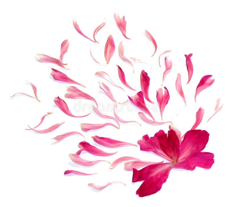 Oil Draw Perspective Peony Petals Isolated on White Stock Illustration ...