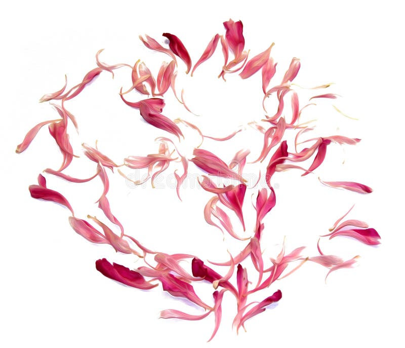 Oil Draw Perspective Peony Petals Isolated on White Stock Illustration ...