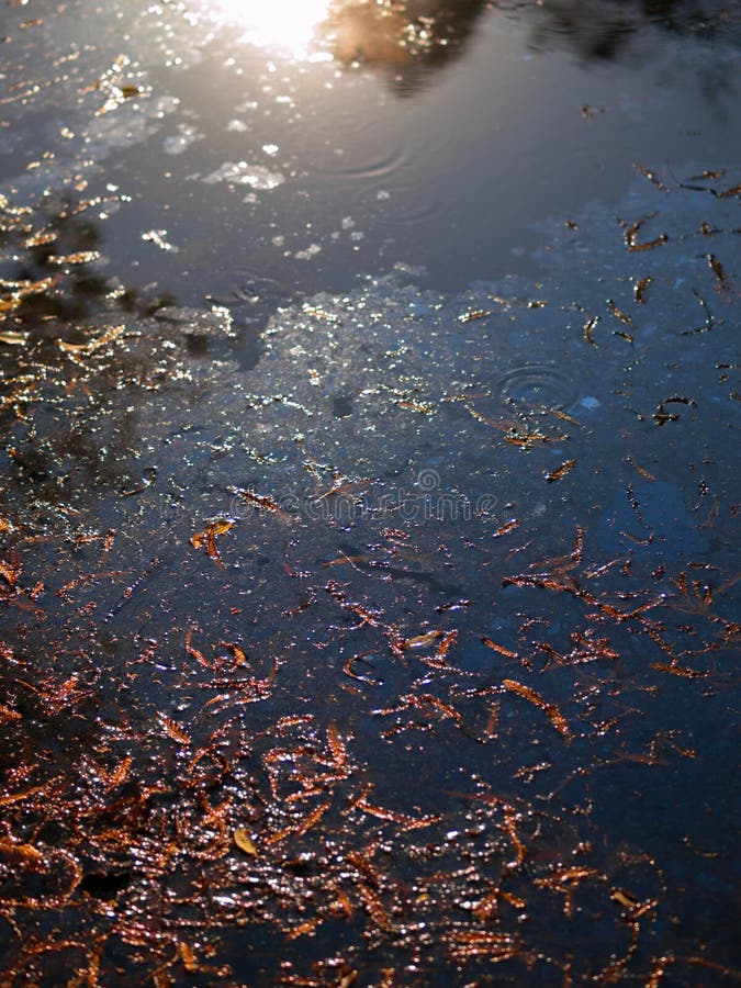 Oil in lake stock photo. Image of damages, barrels, habitats - 84402970