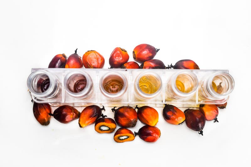 Oil Palm Biofuel Biodiesel with Test Tubes on White Background. Stock ...