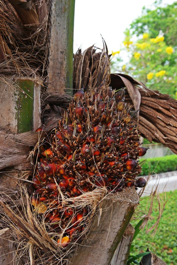 Oil palm bunch stock image. Image of farming, green, malaysia - 90300005
