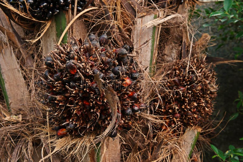 Oil palm bunch stock photo. Image of indonesia, bunchfruits - 90300238