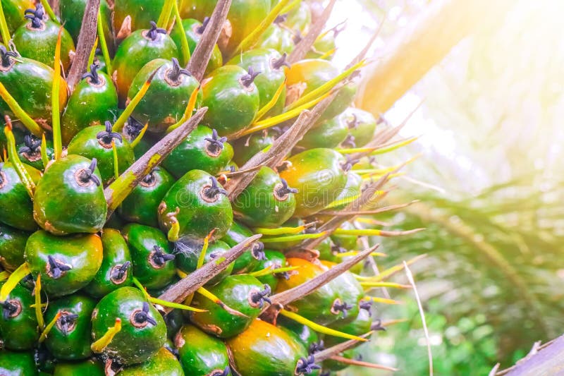 Oil palm bunches stock image. Image of tree, blossom - 288468633