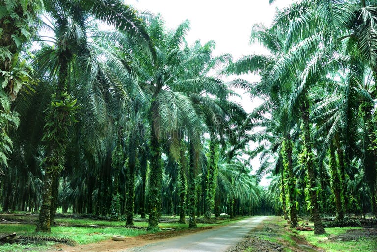 Oil Palm Farm stock image. Image of price, concept, background - 9253215