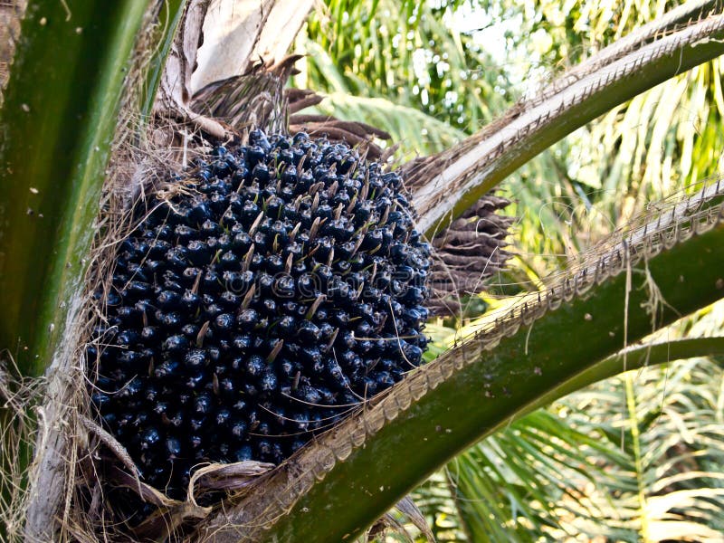 An Oil Palm Fruit Branch of the Tree Stock Image - Image of country ...