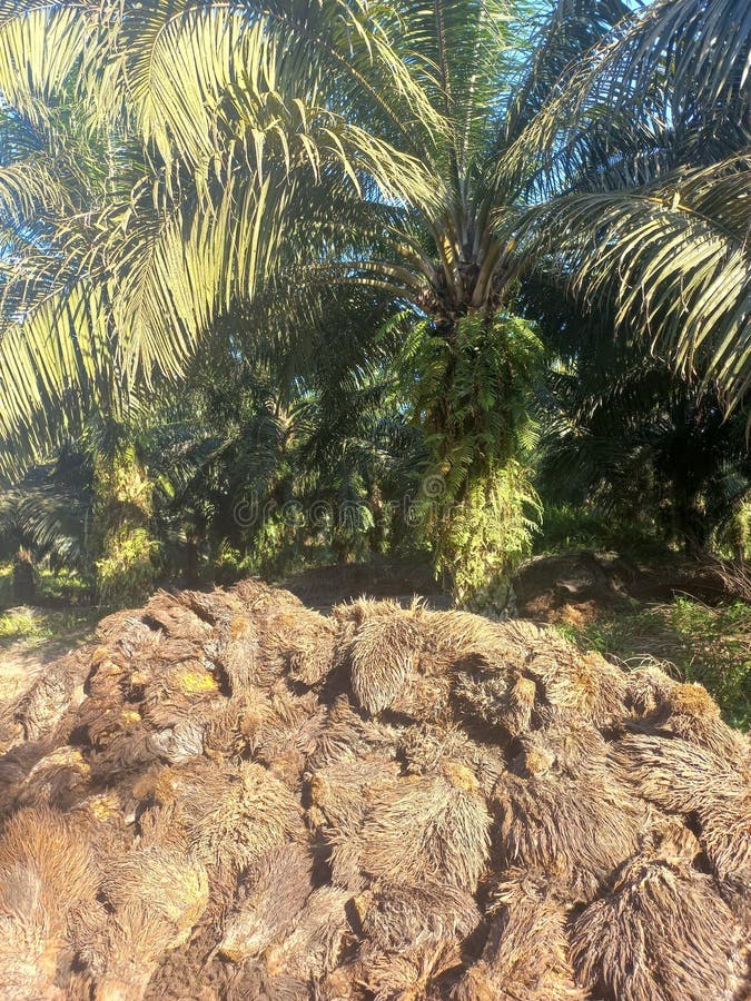 Oil Palm Fruit Bunches after Going through the Production Process Stock ...