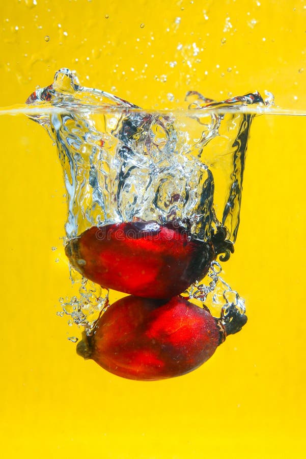 Oil Palm Fruits splash stock photo. Image of commodity - 27457506