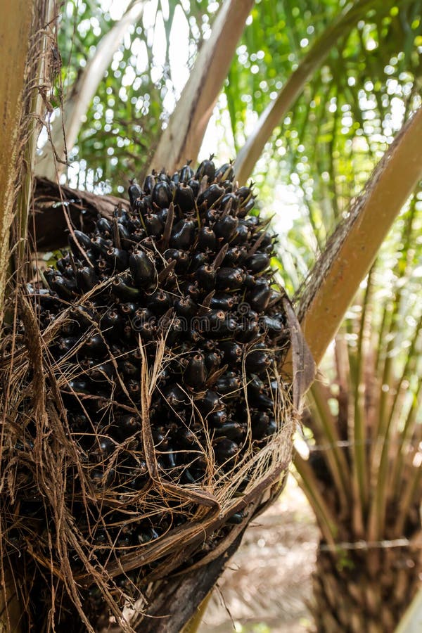 Oil palm fruits stock image. Image of comodities, tree - 32577863
