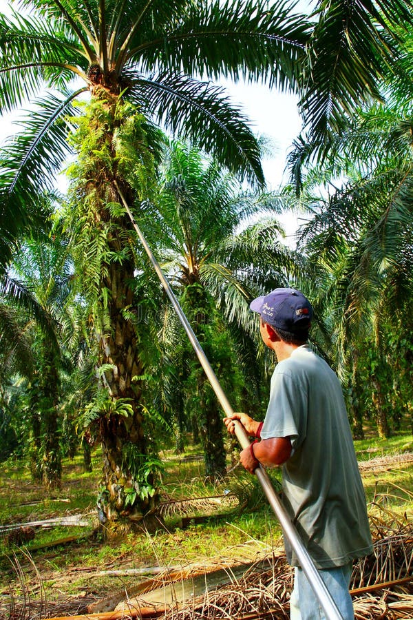 Oil Palm Harvesting editorial stock photo. Image of asia - 25401633