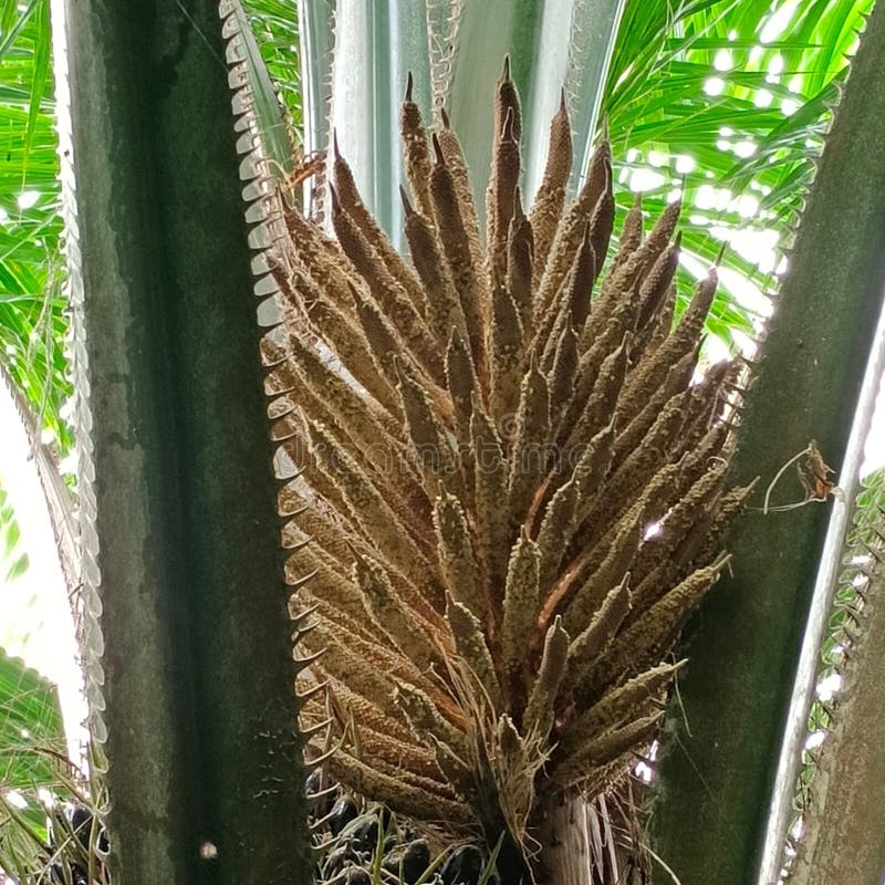 Oil palm male flowers stock image. Image of spruce, grass - 285454039