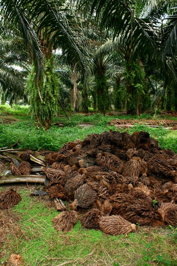 Oil Palm mulching stock image. Image of empty, sustainable - 18457451