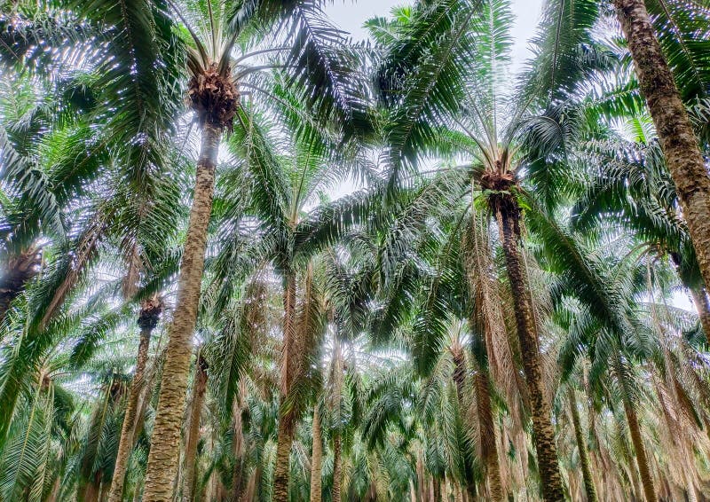 Oil Palm Plantation with Dense Trees Stock Photo - Image of tree ...