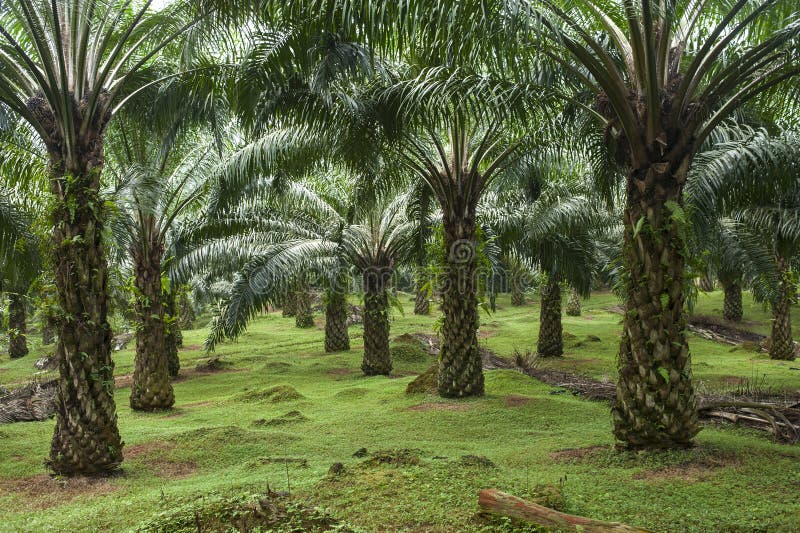 Palm Oil Plantation stock photo. Image of malaysian - 124914370