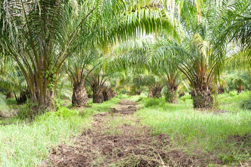 Oil Palm Plantation stock photo. Image of cooking, agricultural - 31793682