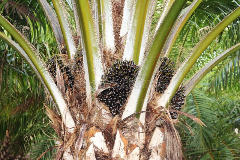Oil Palm Plantation stock image. Image of palm, malaysia - 39658759