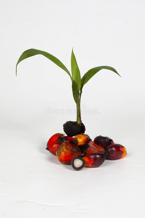 Oil Palm Plantations that are so Fertile and Cool Stock Photo - Image ...