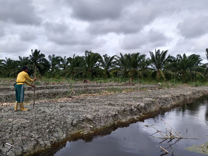 Oil palm planting editorial stock image. Image of bagansiapiapi - 263186969
