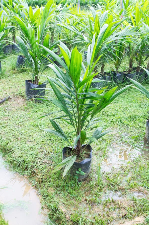 Oil palm sapling stock photo. Image of natural, tree - 22672426