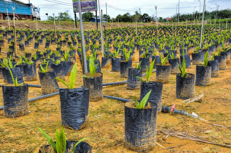 Oil palm seedlings fields stock image. Image of growing - 88817313