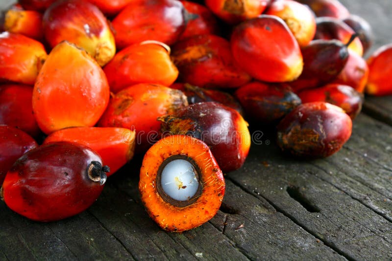 Oil Palm Seeds stock image. Image of agricultural, plantation - 18463983