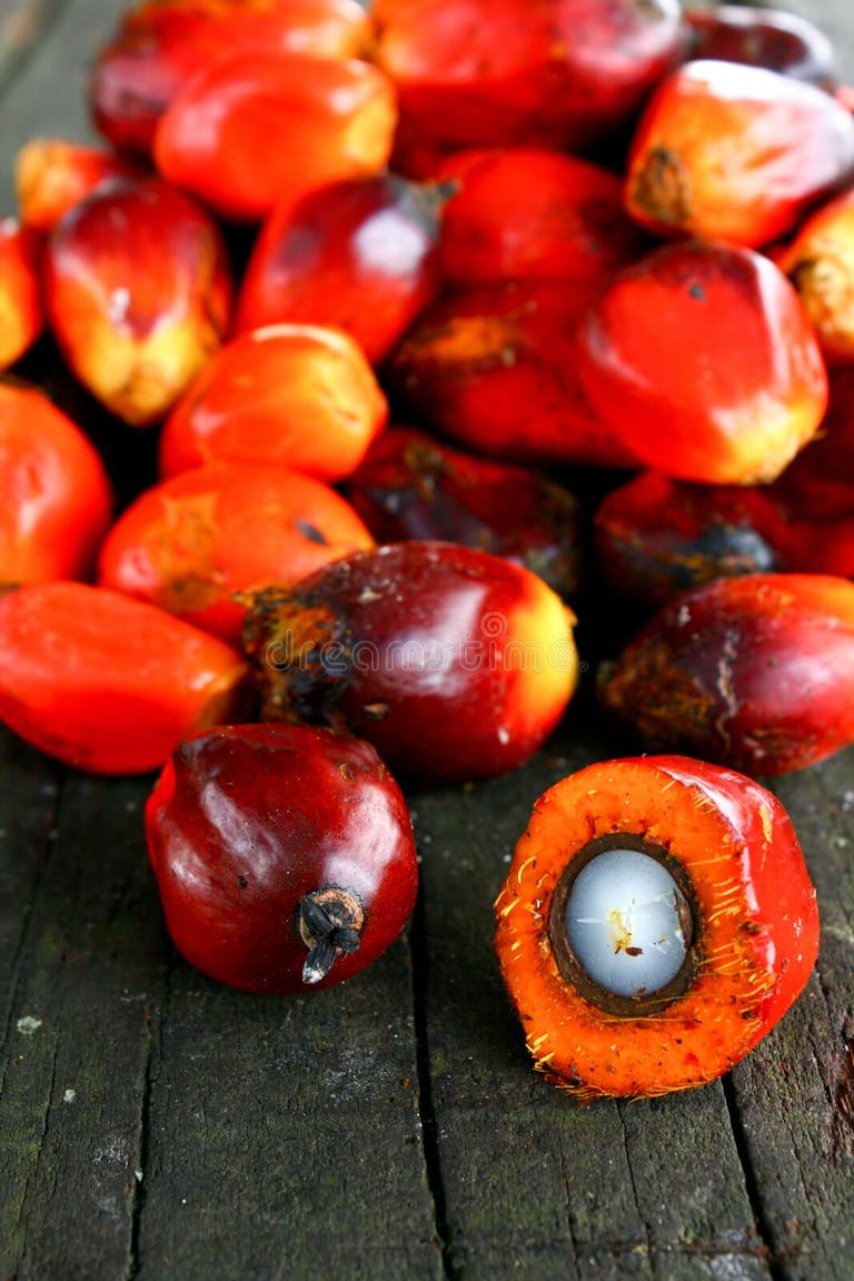 3,537 Palm Tree Seeds Stock Photos - Free & Royalty-Free Stock Photos ...