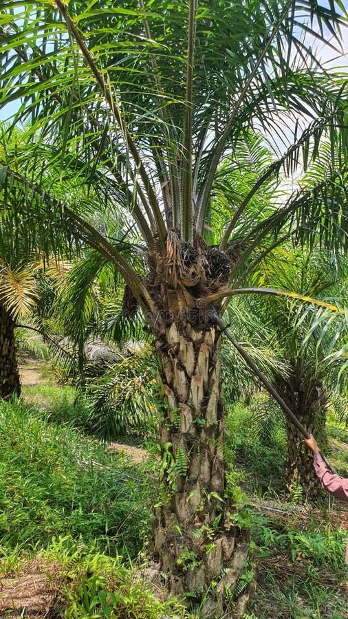 Oil Palm Tree stock photo. Image of palm, north, tree - 365254720