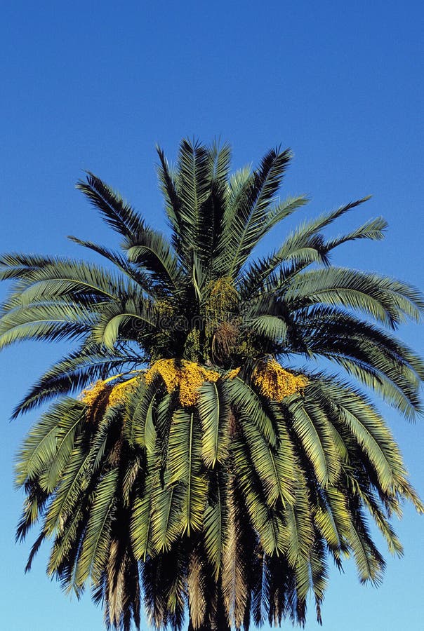 Palmier stock image. Image of forest, outdoors, palm - 172899465