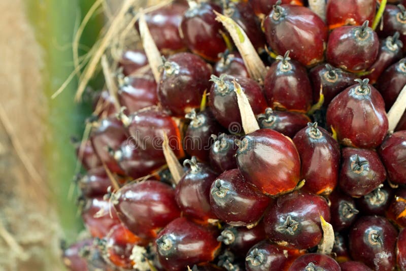 Oil palm on tree stock image. Image of tropical, palm - 58005733