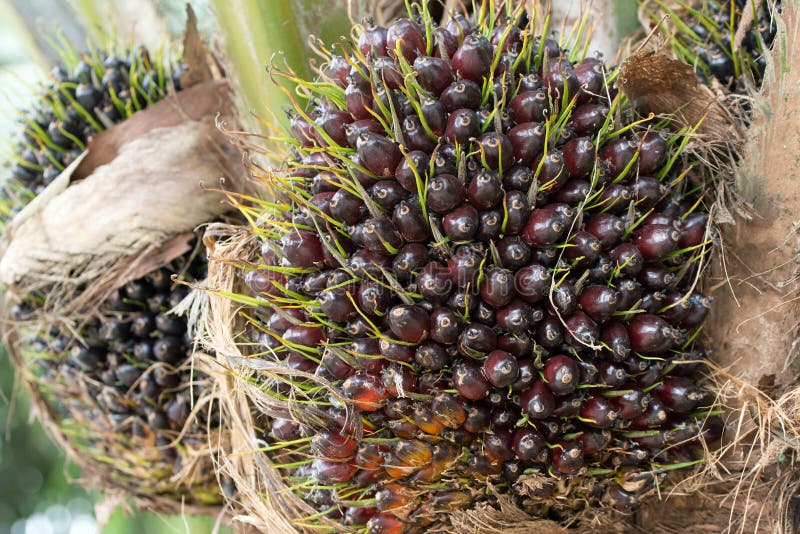 Oil palm on tree stock image. Image of seed, tropical - 57409577