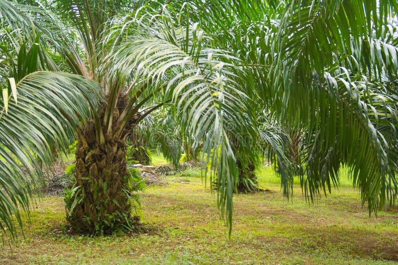 Oil palm tree in garden stock photo. Image of economic - 55768882