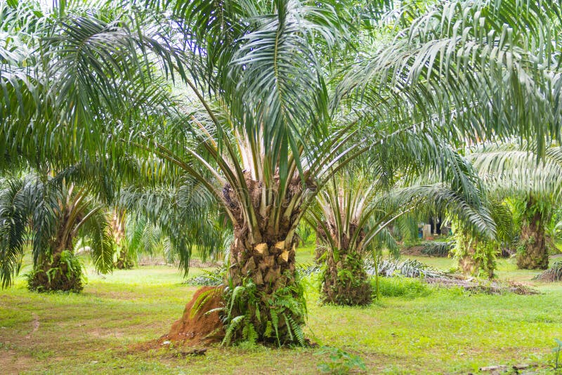 Oil palm tree in garden stock image. Image of plant, tree - 55769351