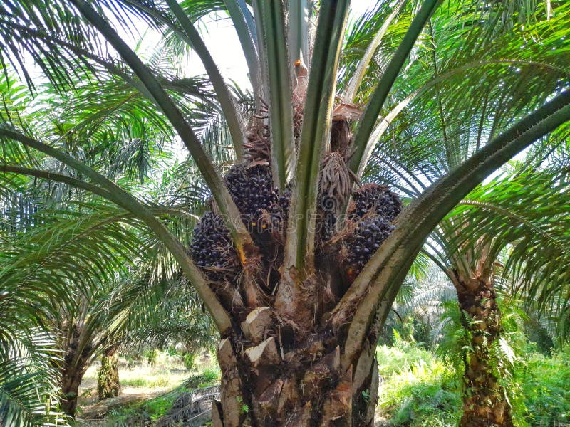 Oil Palm Tree with Immature Fruit Bunch Stock Image - Image of immature ...