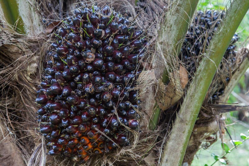 Oil Palm Tree and Its Bunch in the Palm Garden Stock Photo - Image of ...