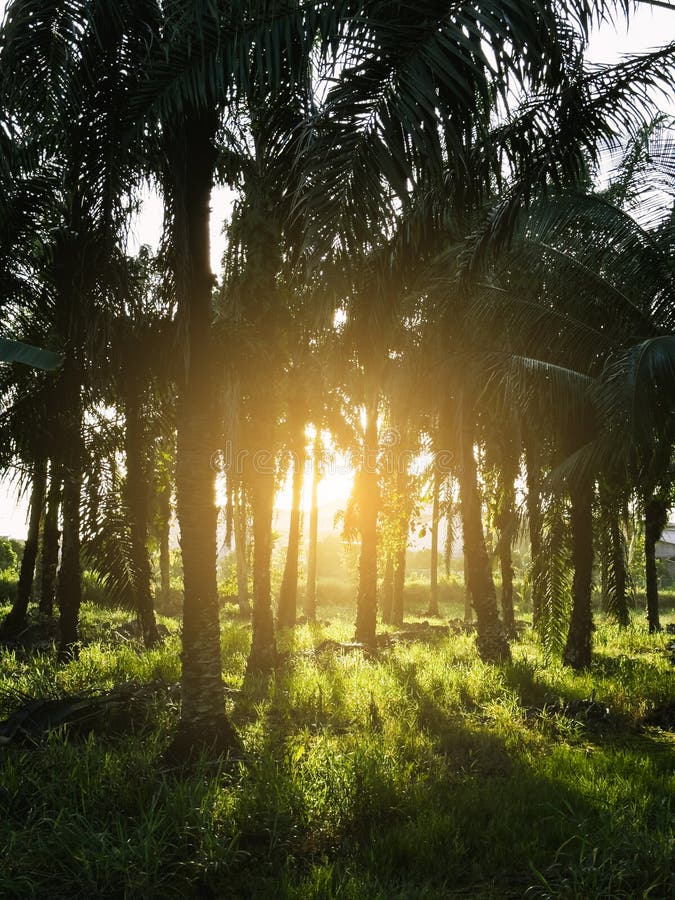 Oil palm tree stock image. Image of bunch, agricultural - 272686483