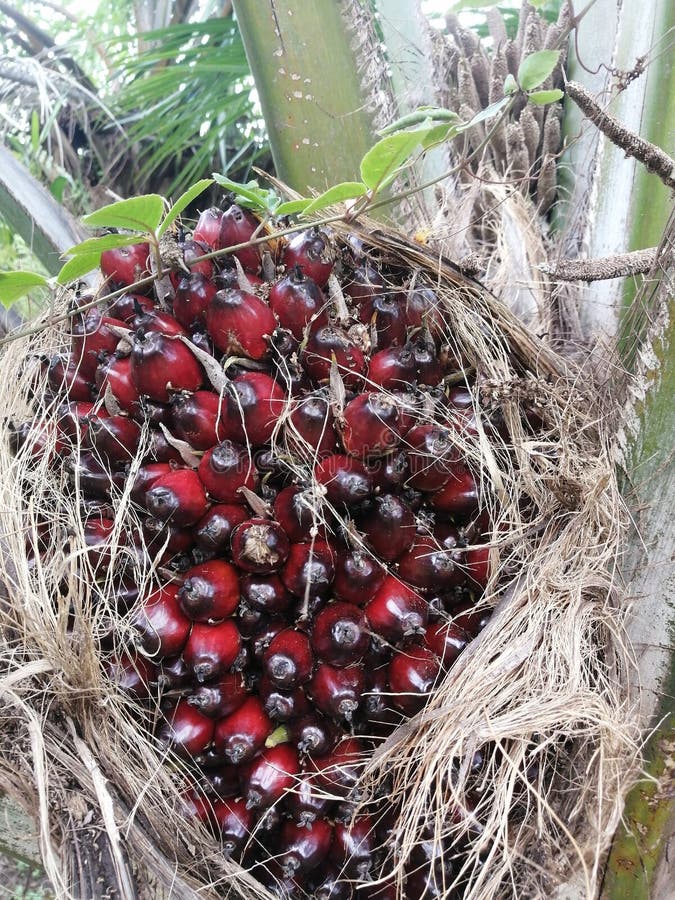 3,465 Red Palm Oil Photos - Free & Royalty-Free Stock Photos from ...