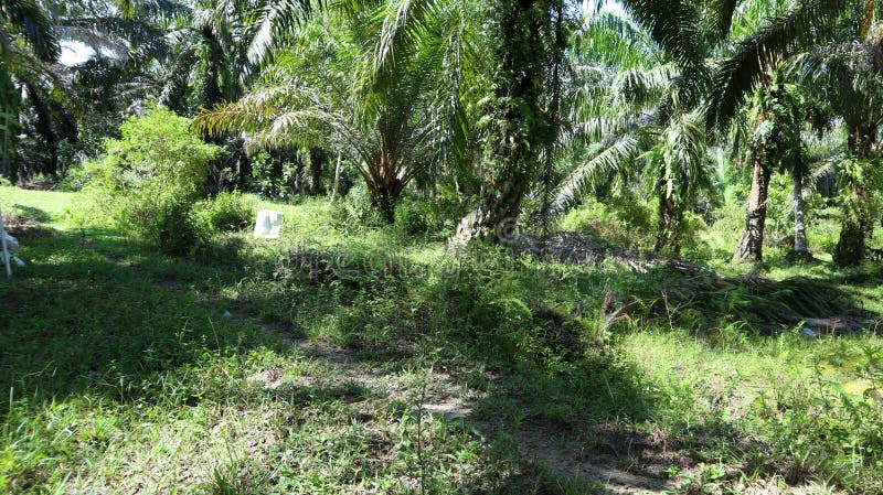 Oil palm trees stock image. Image of landscape, food - 273192101