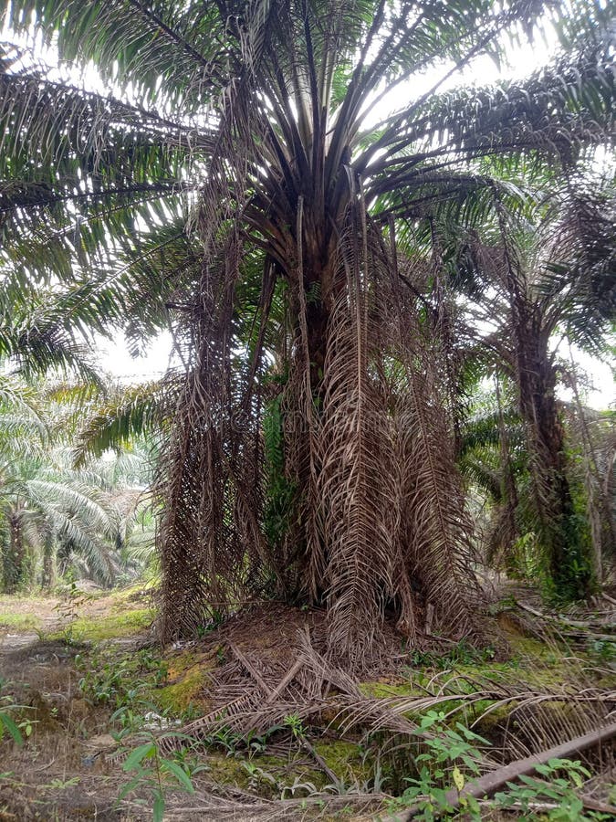Oil Palm Trees that are Not Maintained Result in less Than Optimal ...
