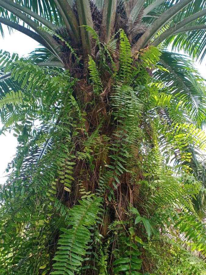 Oil Palm Trees Overgrown by Other Plants Stock Photo - Image of leaf ...