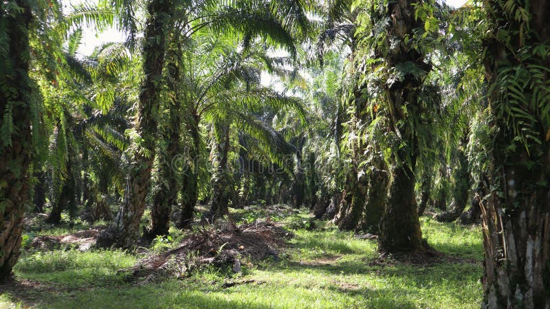 The Palm Oil Tree in the Photo Stock Image - Image of estate ...