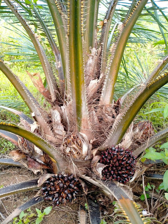 Oil Palm trees in Sumatra stock image. Image of agriculture - 203389823