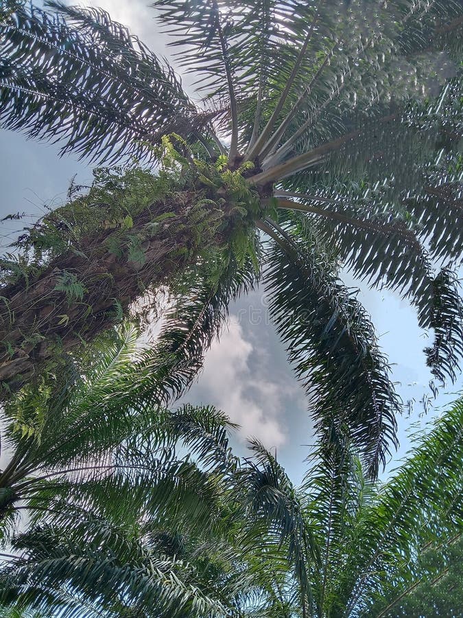 Oil Palm Trees in Tall and Fertile Fields Stock Image - Image of fields ...