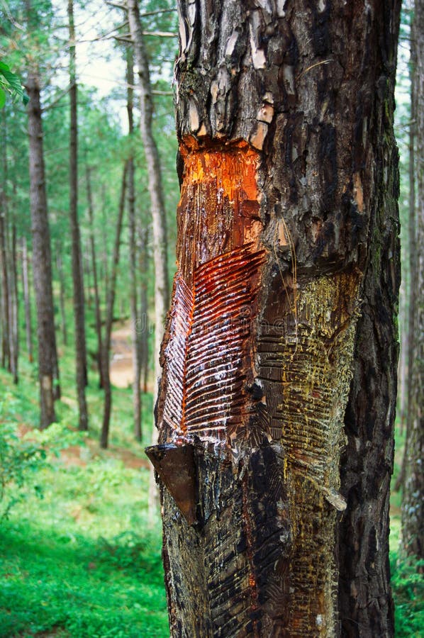 Sitlakhet Uttaranchal Stock Photos - Free & Royalty-Free Stock Photos ...