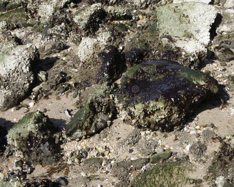 Oil Polluted Beach stock image. Image of pebbles, nature - 8653753