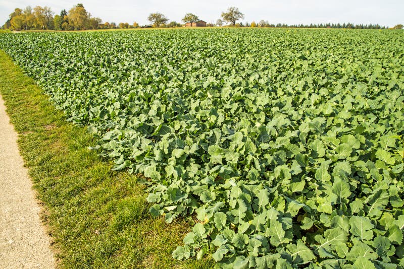 Oil radish, green manure stock photo. Image of agriculture - 61461998